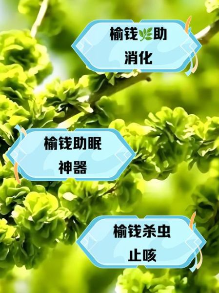 榆钱的功效与作用_榆钱怎么吃才养生-第3张图片-山城妙识 榆钱的功效与作用_榆钱怎么吃才养生-第3张图片-山城妙识