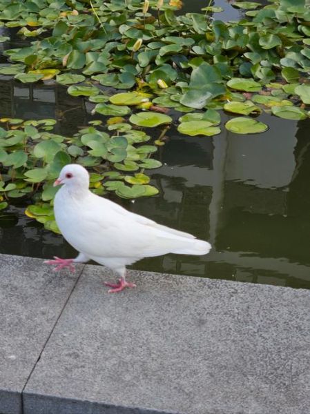 鸽子图片唯美_如何拍出治愈感-第2张图片-山城妙识 鸽子图片唯美_如何拍出治愈感-第2张图片-山城妙识