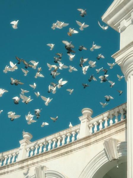 鸽子图片唯美_如何拍出治愈感-第3张图片-山城妙识 鸽子图片唯美_如何拍出治愈感-第3张图片-山城妙识