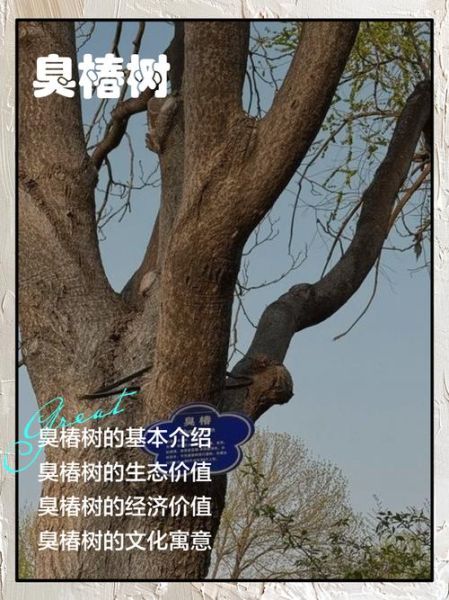 臭椿树的功效与作用_臭椿树能治疗哪些疾病-第2张图片-山城妙识 臭椿树的功效与作用_臭椿树能治疗哪些疾病-第2张图片-山城妙识