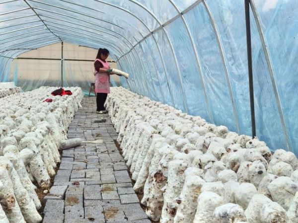 香菇种植自动化大棚多少钱_香菇自动化大棚怎么建-第2张图片-山城妙识 香菇种植自动化大棚多少钱_香菇自动化大棚怎么建-第2张图片-山城妙识