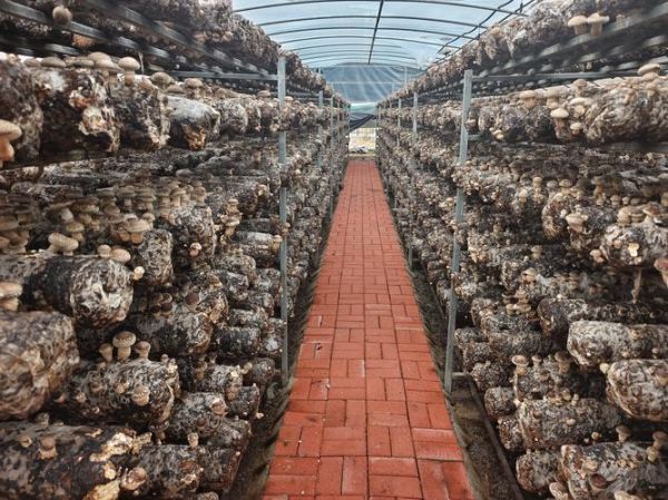 香菇种植自动化大棚多少钱_香菇自动化大棚怎么建-第3张图片-山城妙识 香菇种植自动化大棚多少钱_香菇自动化大棚怎么建-第3张图片-山城妙识