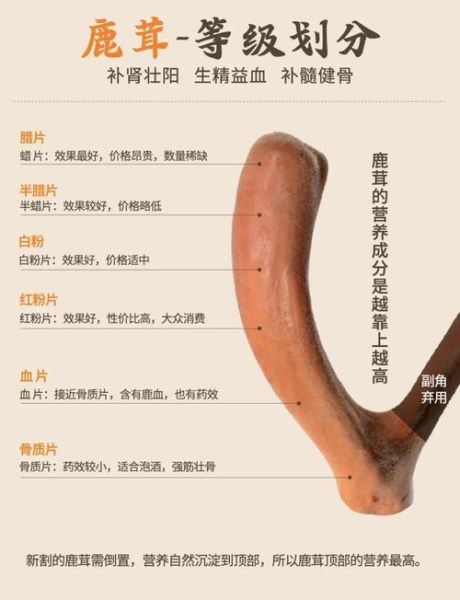 鹿茸的功效与作用_鹿茸怎么吃效果最好-第1张图片-山城妙识 鹿茸的功效与作用_鹿茸怎么吃效果最好-第1张图片-山城妙识