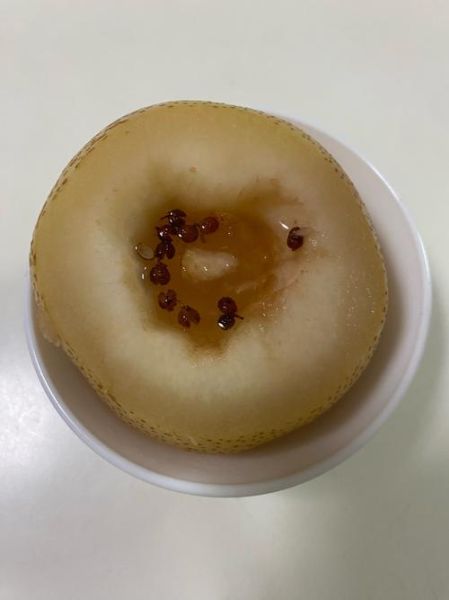 雪花梨怎么吃治咳嗽_雪花梨止咳做法大全-第2张图片-山城妙识