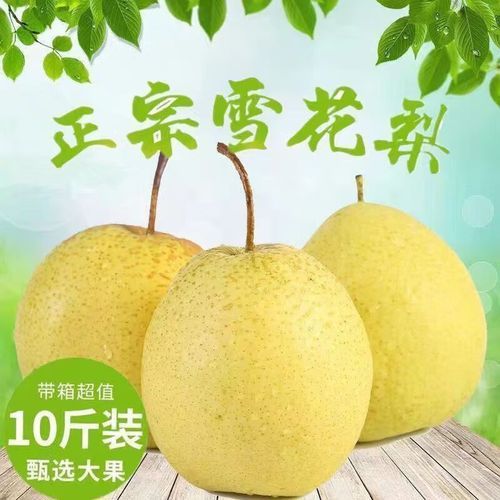 雪花梨怎么吃治咳嗽_雪花梨止咳做法大全-第3张图片-山城妙识