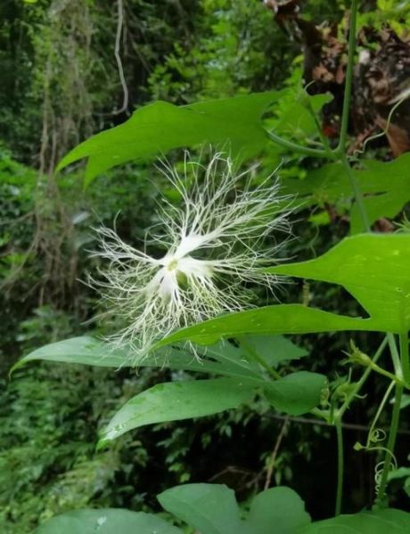 瓜蒌花能吃吗_瓜蒌花怎么吃-第1张图片-山城妙识