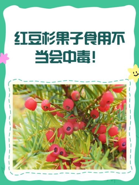 红豆杉果实有毒吗_误食后怎么办-第1张图片-山城妙识