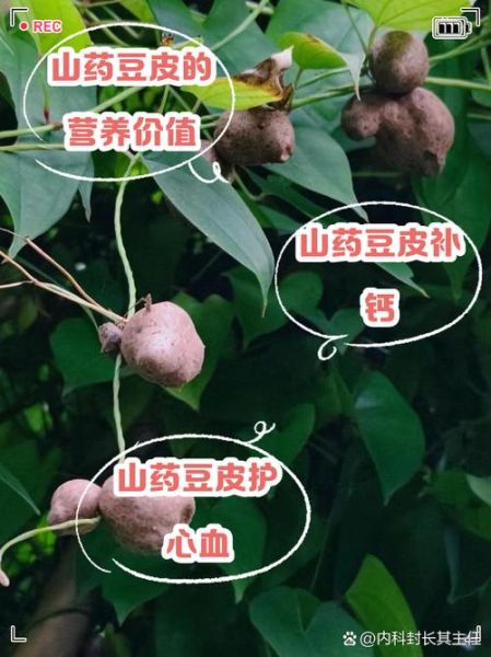 山药豆要去皮吃吗_山药豆皮能吃吗-第1张图片-山城妙识