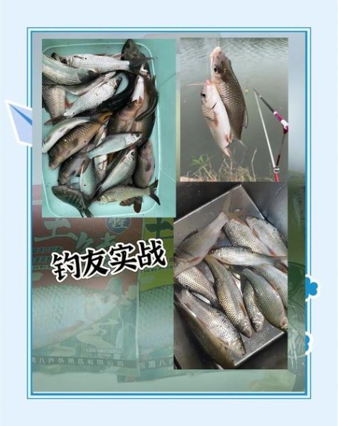 鲮鱼钓法_用什么饵料最有效-第3张图片-山城妙识