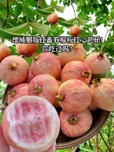 芭乐是什么季节的水果_芭乐几月份最好吃-第2张图片-山城妙识 芭乐是什么季节的水果_芭乐几月份最好吃-第2张图片-山城妙识