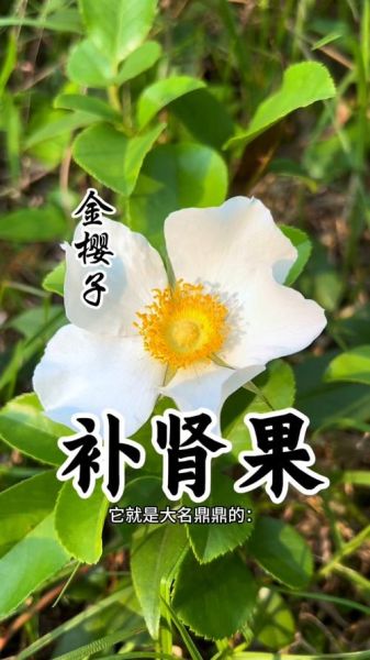 补肾的水果有哪些_男人肾虚吃什么水果好-第1张图片-山城妙识