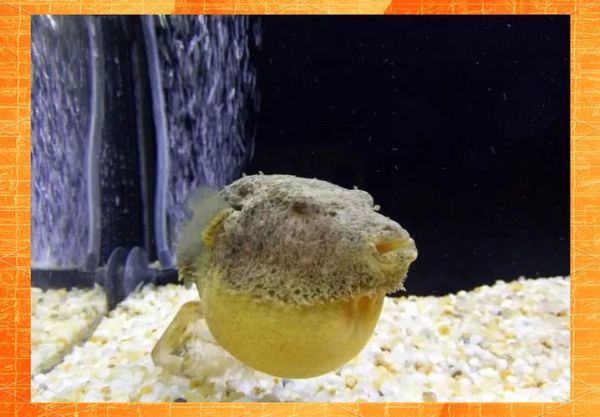 狗头鱼品种大全_新手如何挑选-第2张图片-山城妙识 狗头鱼品种大全_新手如何挑选-第2张图片-山城妙识