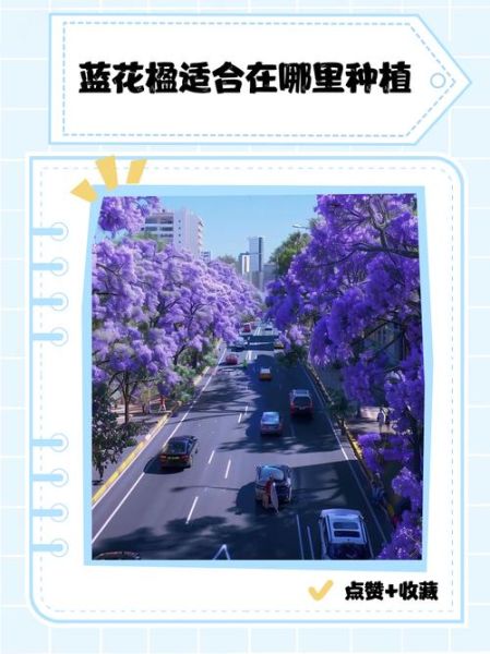 蓝花楹什么时候开花_蓝花楹适合种在哪里-第1张图片-山城妙识 蓝花楹什么时候开花_蓝花楹适合种在哪里-第1张图片-山城妙识