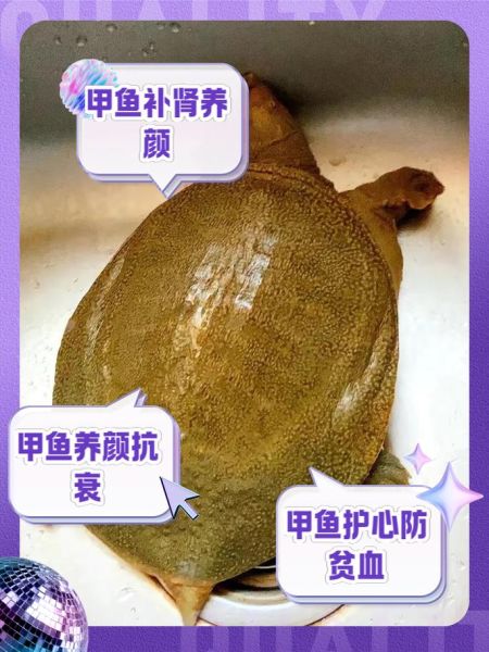 女人吃了甲鱼会很想要吗_甲鱼对女性欲望的影响-第3张图片-山城妙识 女人吃了甲鱼会很想要吗_甲鱼对女性欲望的影响-第3张图片-山城妙识