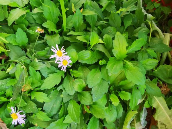 马兰头花长什么样_马兰头花图片大全大图-第2张图片-山城妙识 马兰头花长什么样_马兰头花图片大全大图-第2张图片-山城妙识