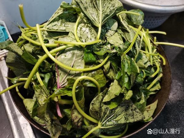 红薯叶怎么保存到冬天吃_红薯叶冷冻还是晒干好-第2张图片-山城妙识 红薯叶怎么保存到冬天吃_红薯叶冷冻还是晒干好-第2张图片-山城妙识