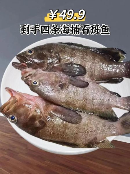 石斑鱼多少钱一斤_2024年石斑鱼价格表-第3张图片-山城妙识 石斑鱼多少钱一斤_2024年石斑鱼价格表-第3张图片-山城妙识