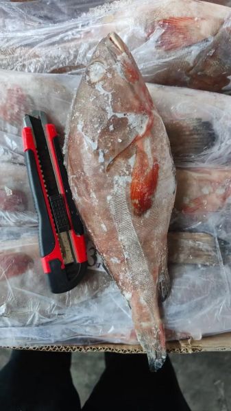 石斑鱼多少钱一斤_2024年石斑鱼价格表-第2张图片-山城妙识 石斑鱼多少钱一斤_2024年石斑鱼价格表-第2张图片-山城妙识