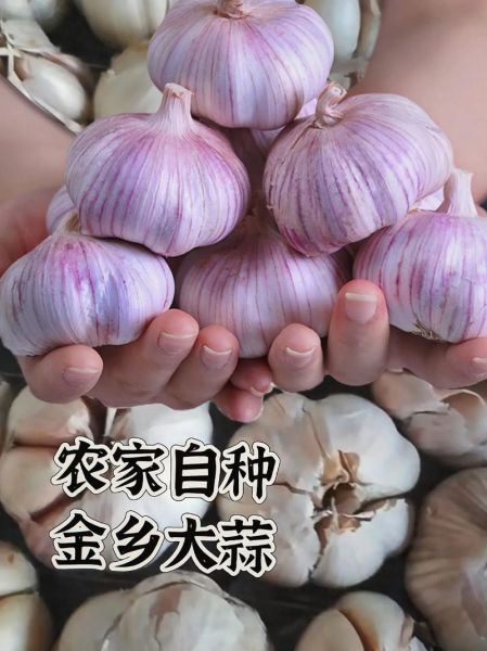 金乡大蒜价格今日行情_金乡大蒜多少钱一斤-第2张图片-山城妙识 金乡大蒜价格今日行情_金乡大蒜多少钱一斤-第2张图片-山城妙识