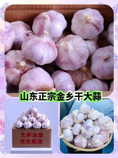 金乡大蒜价格今日行情_金乡大蒜多少钱一斤-第3张图片-山城妙识 金乡大蒜价格今日行情_金乡大蒜多少钱一斤-第3张图片-山城妙识