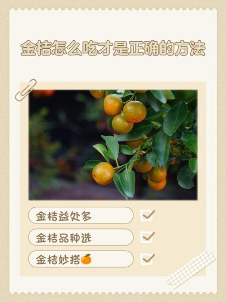 金桔怎么吃好吃_金桔怎么吃不苦-第1张图片-山城妙识 金桔怎么吃好吃_金桔怎么吃不苦-第1张图片-山城妙识