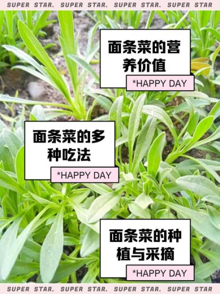 野菜面条菜怎么做好吃_面条菜的家常做法-第1张图片-山城妙识 野菜面条菜怎么做好吃_面条菜的家常做法-第1张图片-山城妙识