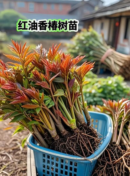 食用香椿树苗批发价格_多少钱一棵-第2张图片-山城妙识 食用香椿树苗批发价格_多少钱一棵-第2张图片-山城妙识