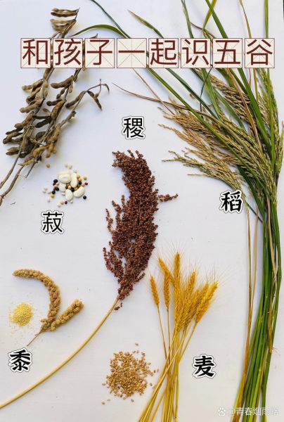 菽是指什么作物_菽的别名有哪些-第1张图片-山城妙识