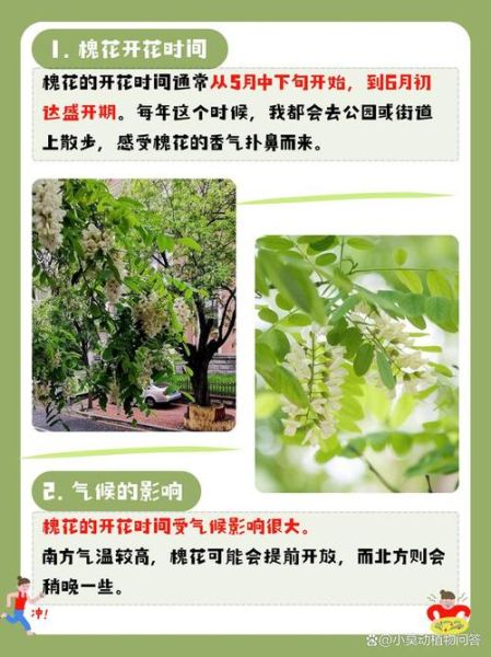 北方的洋槐花什么时候开花_洋槐花几月开-第1张图片-山城妙识