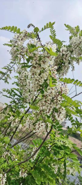 北方的洋槐花什么时候开花_洋槐花几月开-第2张图片-山城妙识