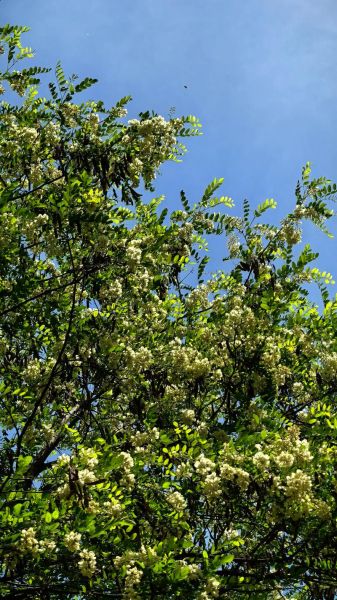 北方的洋槐花什么时候开花_洋槐花几月开-第3张图片-山城妙识