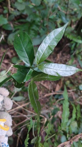 野生巴戟天图片_如何辨别真假野生巴戟天-第3张图片-山城妙识 野生巴戟天图片_如何辨别真假野生巴戟天-第3张图片-山城妙识