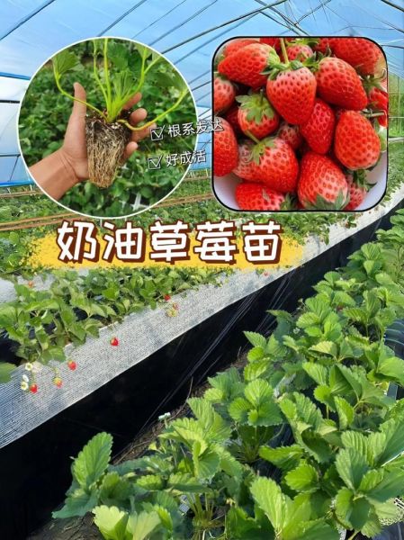 牛奶草莓是用牛奶浇出来的吗_真相揭秘-第3张图片-山城妙识 牛奶草莓是用牛奶浇出来的吗_真相揭秘-第3张图片-山城妙识