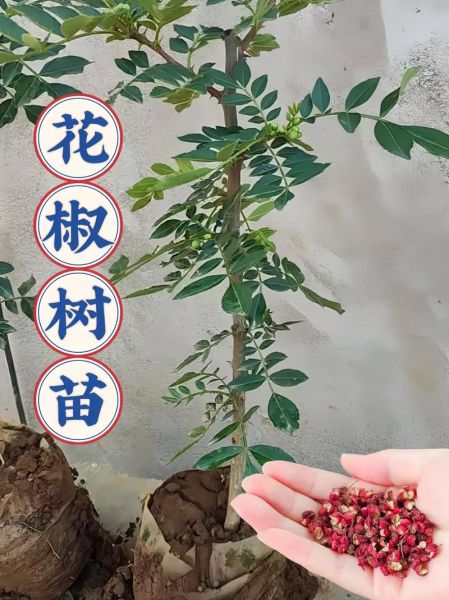 大红袍花椒亩产多少斤_种植技巧-第1张图片-山城妙识