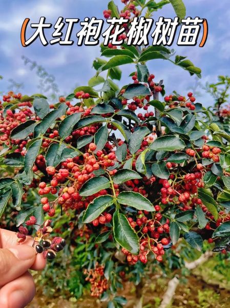 大红袍花椒亩产多少斤_种植技巧-第3张图片-山城妙识