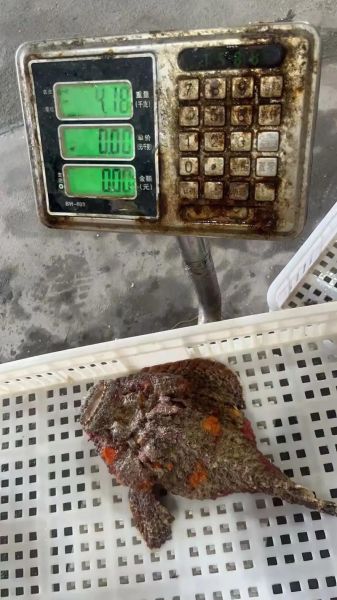 虎鳗鱼长什么样_虎鳗鱼有毒吗-第3张图片-山城妙识