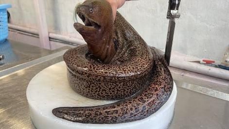 虎鳗鱼长什么样_虎鳗鱼有毒吗-第1张图片-山城妙识