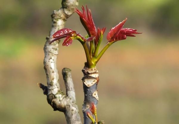 门前种香椿树风水好吗_香椿树风水禁忌-第1张图片-山城妙识