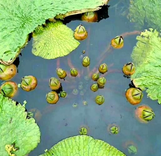 苏州鸡头米多少钱一斤_鸡头米怎么吃最好-第1张图片-山城妙识