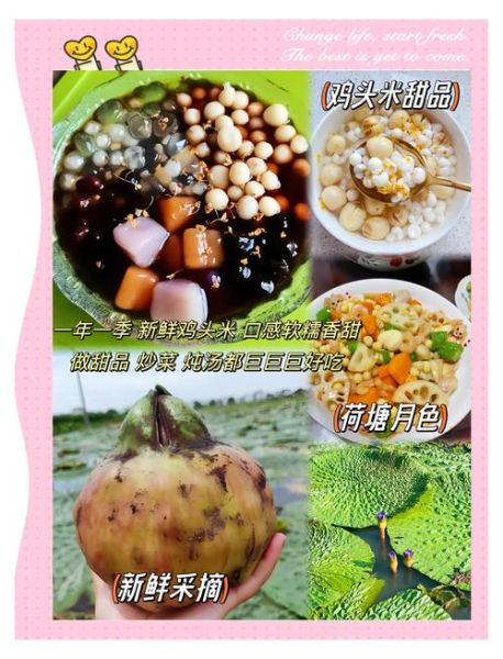 苏州鸡头米多少钱一斤_鸡头米怎么吃最好-第3张图片-山城妙识