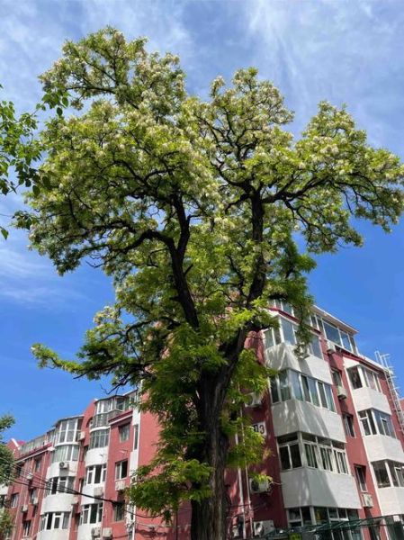 老槐树图片大全_老槐树高清壁纸哪里找-第2张图片-山城妙识 老槐树图片大全_老槐树高清壁纸哪里找-第2张图片-山城妙识