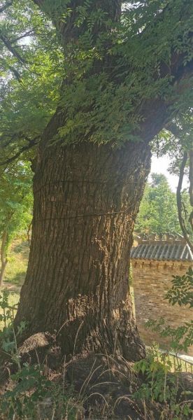 老槐树图片大全_老槐树高清壁纸哪里找-第1张图片-山城妙识 老槐树图片大全_老槐树高清壁纸哪里找-第1张图片-山城妙识