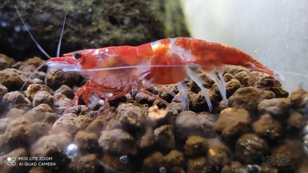 虾米的眼泪怎么来的_虾米的眼泪是真实的吗-第3张图片-山城妙识 虾米的眼泪怎么来的_虾米的眼泪是真实的吗-第3张图片-山城妙识