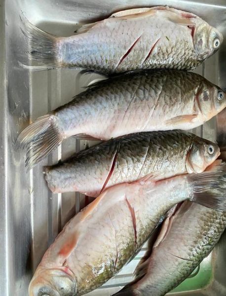 红烧鲫鱼怎么做_川味红烧鲫鱼的做法窍门-第1张图片-山城妙识 红烧鲫鱼怎么做_川味红烧鲫鱼的做法窍门-第1张图片-山城妙识