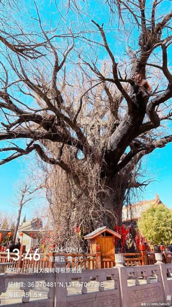 老槐树图片大全_老槐树高清壁纸哪里找-第3张图片-山城妙识 老槐树图片大全_老槐树高清壁纸哪里找-第3张图片-山城妙识