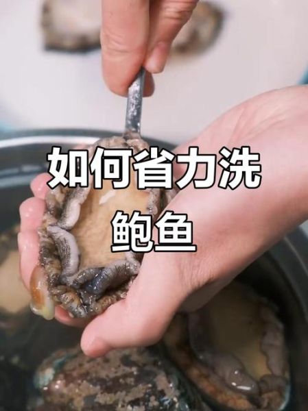 鲍鱼怎么处理清洗内脏_鲍鱼内脏去除方法-第3张图片-山城妙识 鲍鱼怎么处理清洗内脏_鲍鱼内脏去除方法-第3张图片-山城妙识