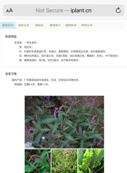 鸭跖草的功效与作用_鸭跖草可以治什么病-第1张图片-山城妙识 鸭跖草的功效与作用_鸭跖草可以治什么病-第1张图片-山城妙识
