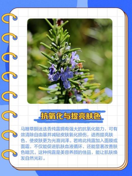 马鞭草纯露的功效与作用_敏感肌能用吗-第1张图片-山城妙识