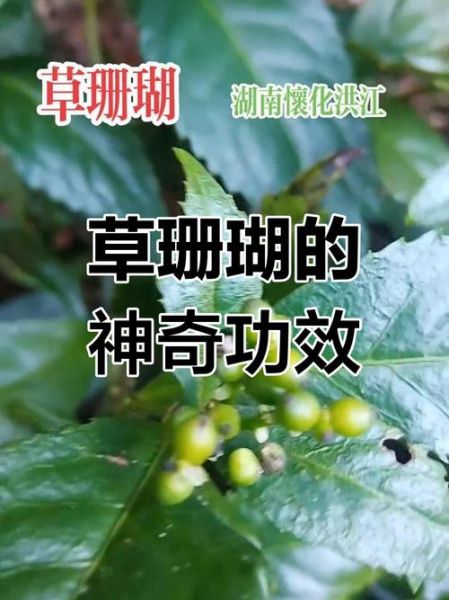 珊瑚草图片怎么拍_珊瑚草的功效与作用-第1张图片-山城妙识