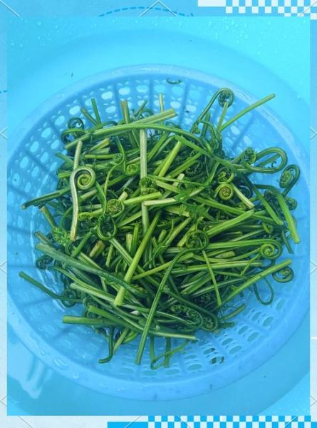 水蕨菜致癌是真的吗_长期吃会不会得癌症-第1张图片-山城妙识